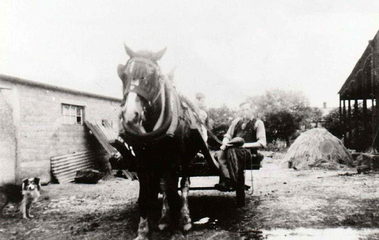 Home - Trim Haymaking Festival